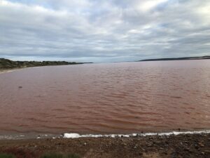 Port Gregory Pink Lake: Guide to Hutt Lagoon WA