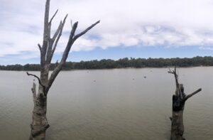 Interesting Facts About the Murray River: A Flowing Wonder