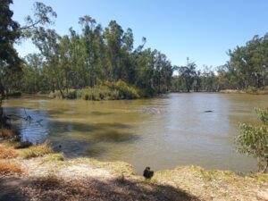 Interesting Facts About the Murray River: A Flowing Wonder