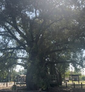 Roma QLD - Discover The Top Things To See And Do