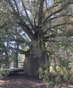 Roma QLD - Discover The Top Things To See And Do