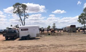 Surat QLD: A Hidden Gem of History, Culture, and Adventure