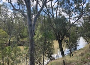 Surat QLD: A Hidden Gem of History, Culture, and Adventure